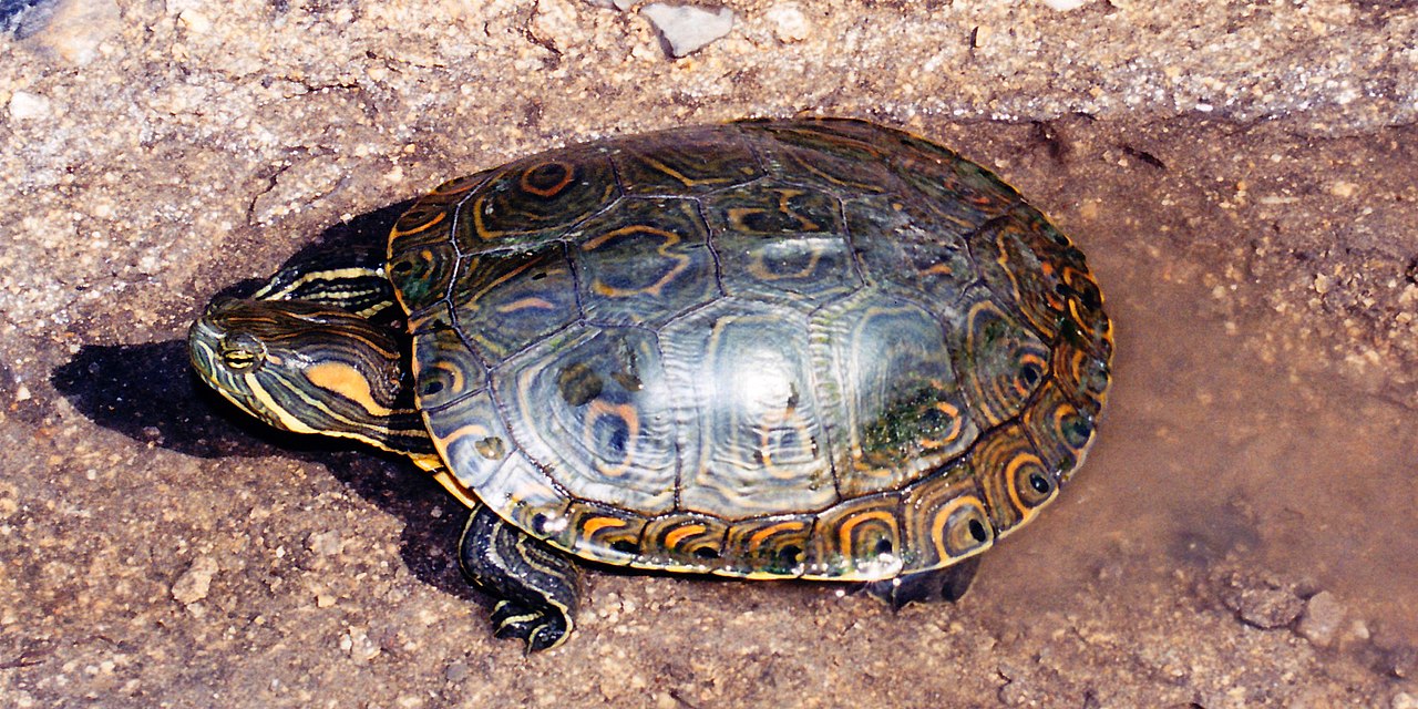 Mittelamerikanische Schmuckschildkröten, Trachemys venusta ...