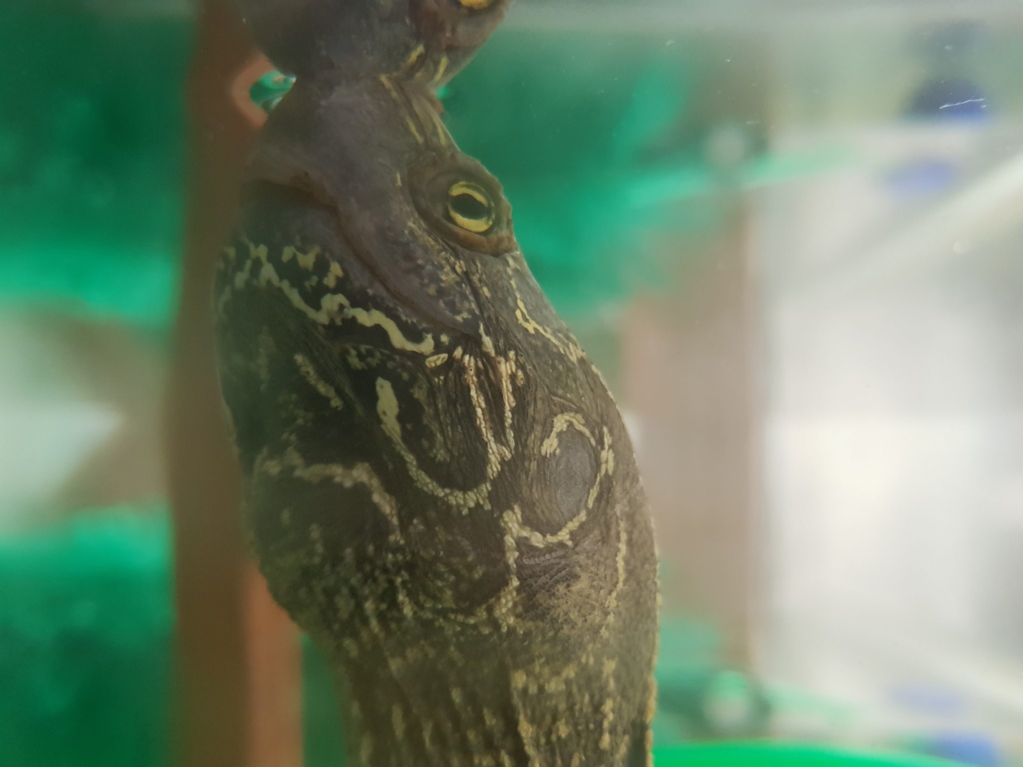 Chinesische Dreikielschildkröten, Mauremys reevesii (Chinemys)