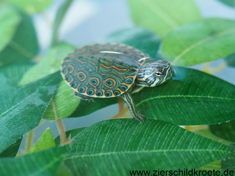 Tropische Schmuckschildkröten - Trachemys-Arten - Wasserschildkröten
