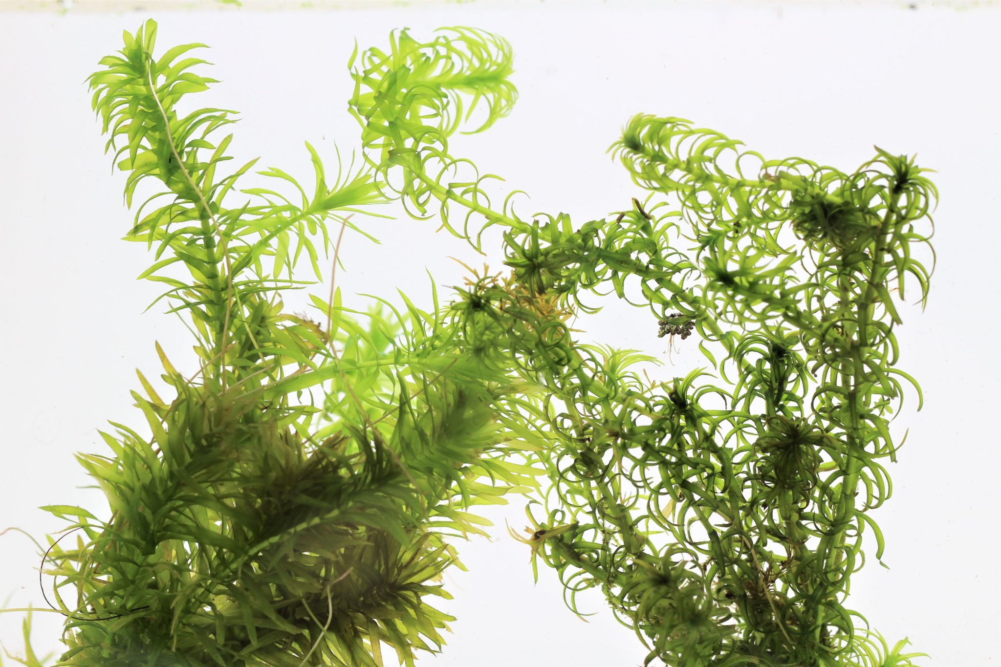 Wasserpflanzen als Wasserschildkröten-Futter