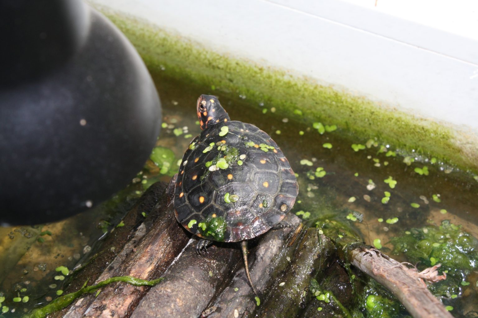 Tropfenschildkröten, Clemmys guttata