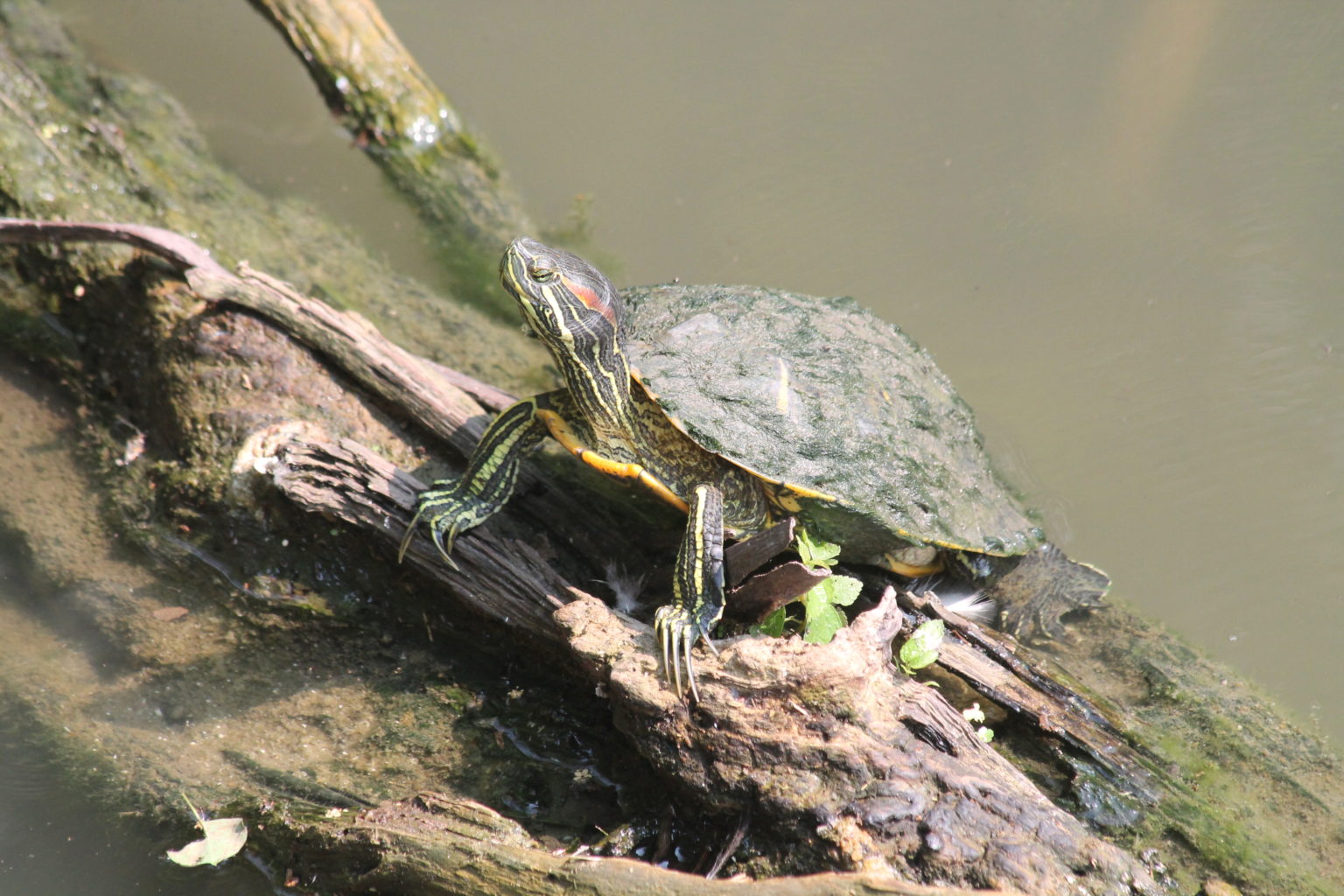 Cumberland-Schmuckschildkröte, Trachemys scripta troostii