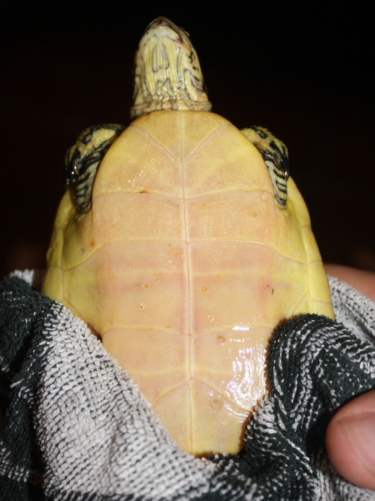 Langhals-Schmuckschildkröten, Deirochelys reticularia