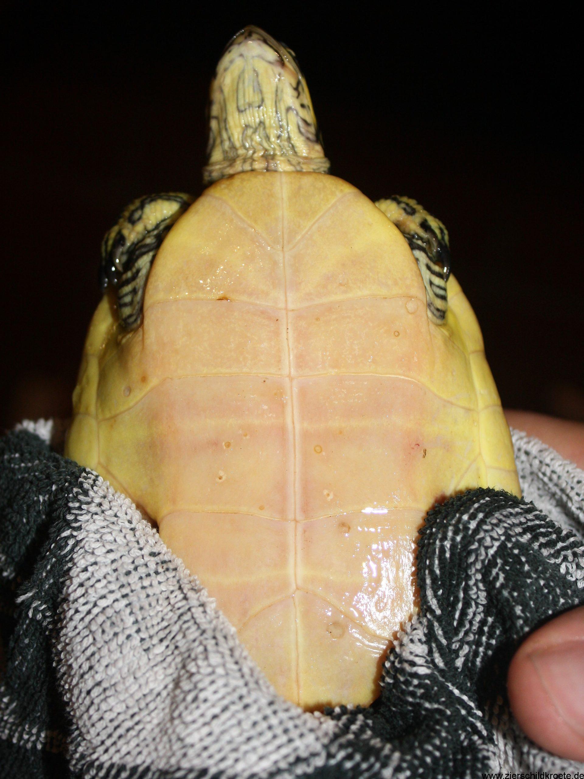 Langhals-Schmuckschildkröten, Deirochelys reticularia