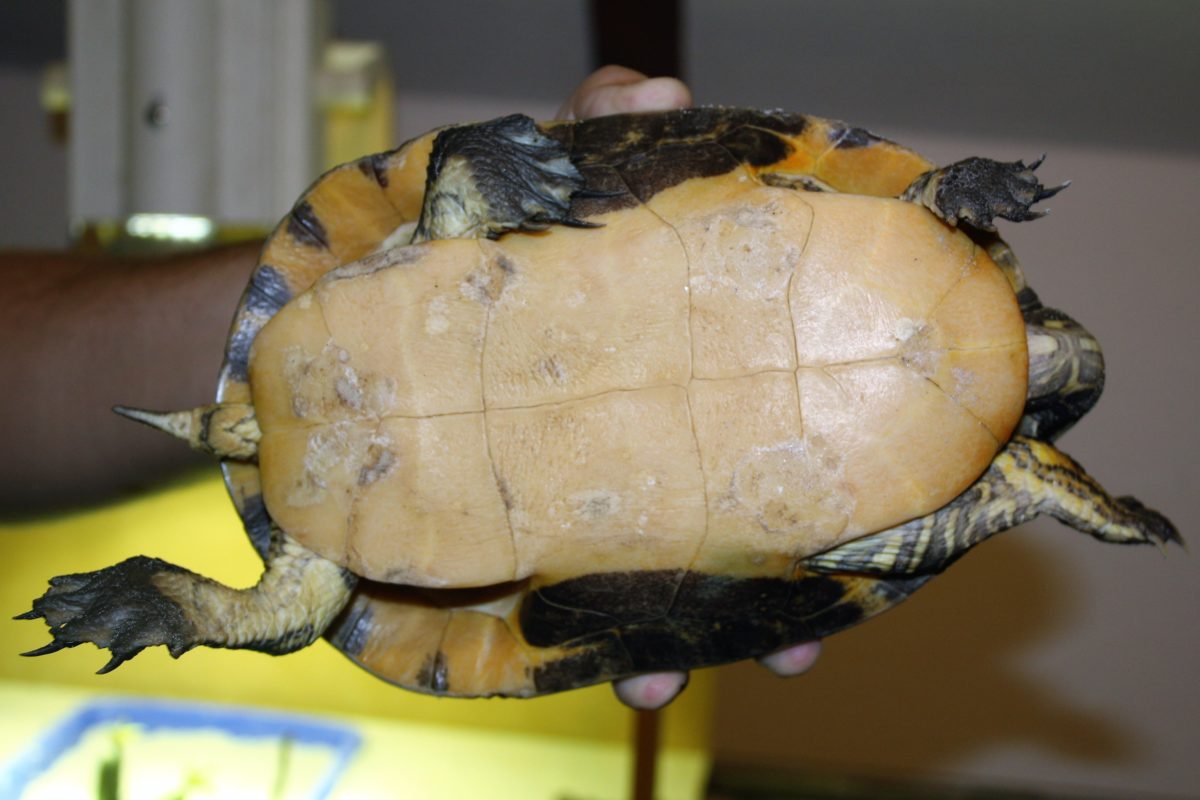 Langhals-Schmuckschildkröten, Deirochelys reticularia