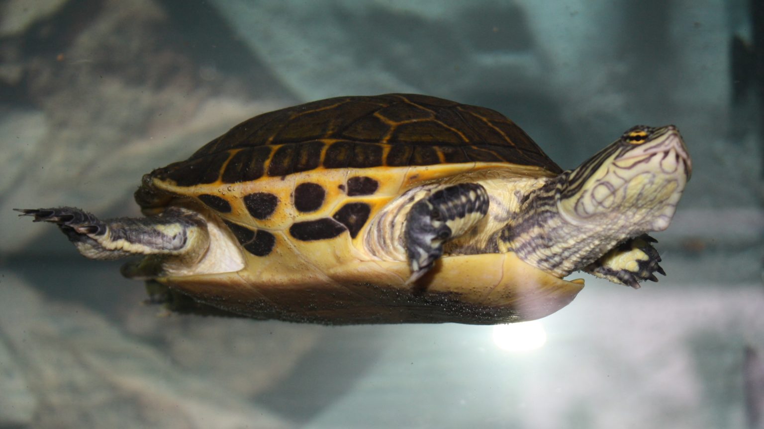 Langhals-Schmuckschildkröten, Deirochelys reticularia