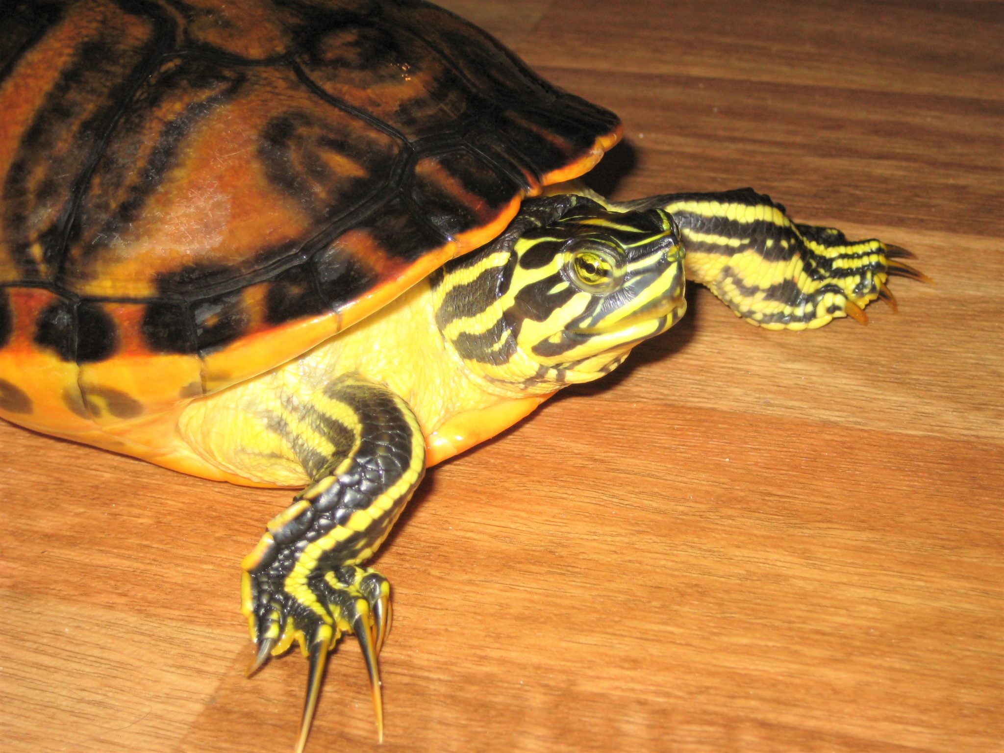 Florida-Rotbauch-Schmuckschildkröten, Pseudemys nelsoni
