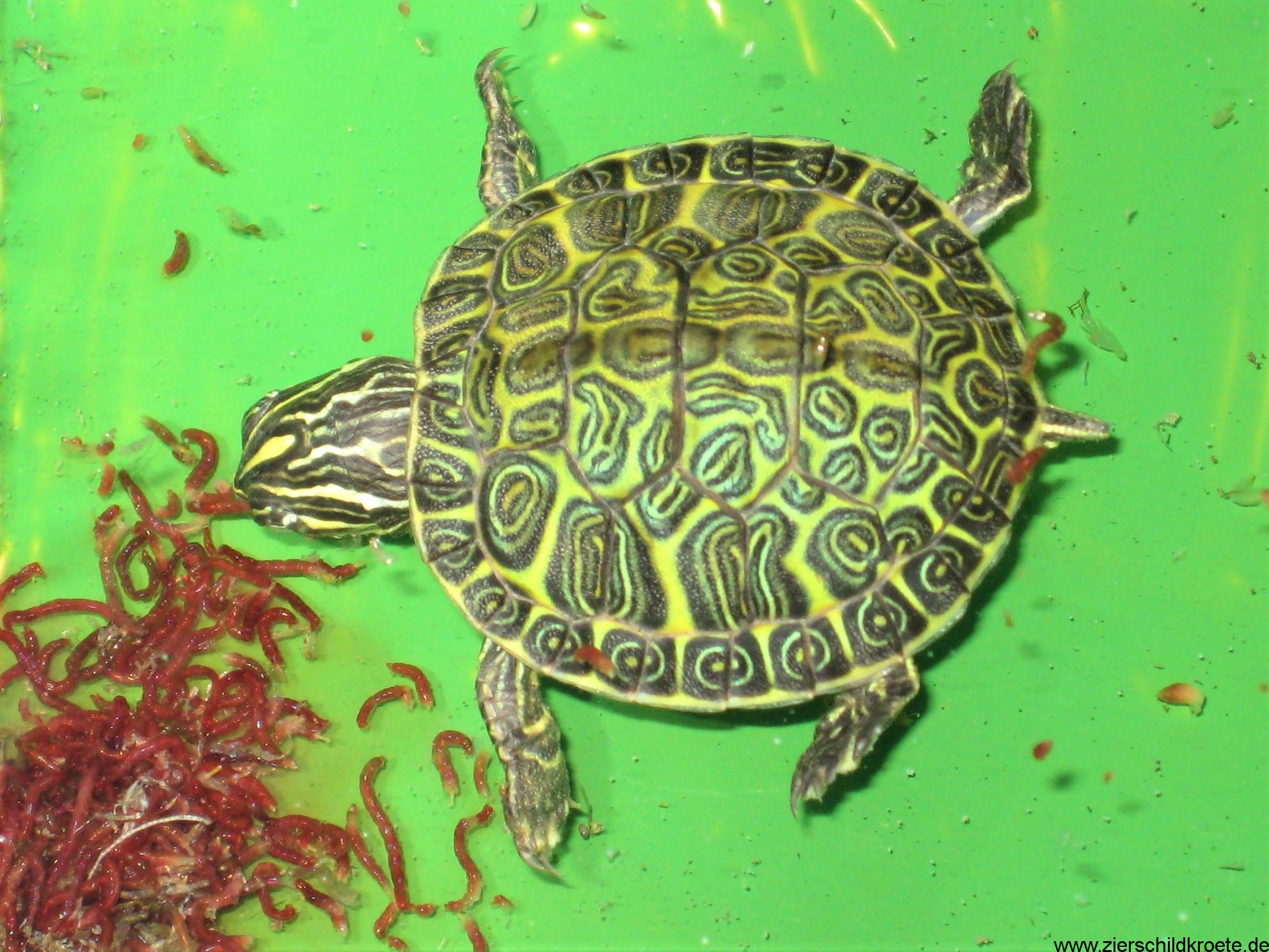 Florida-Rotbauch-Schmuckschildkröten, Pseudemys nelsoni