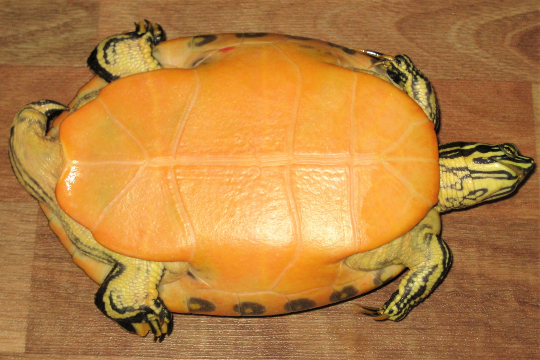 Florida-Rotbauch-Schmuckschildkröten, Pseudemys nelsoni