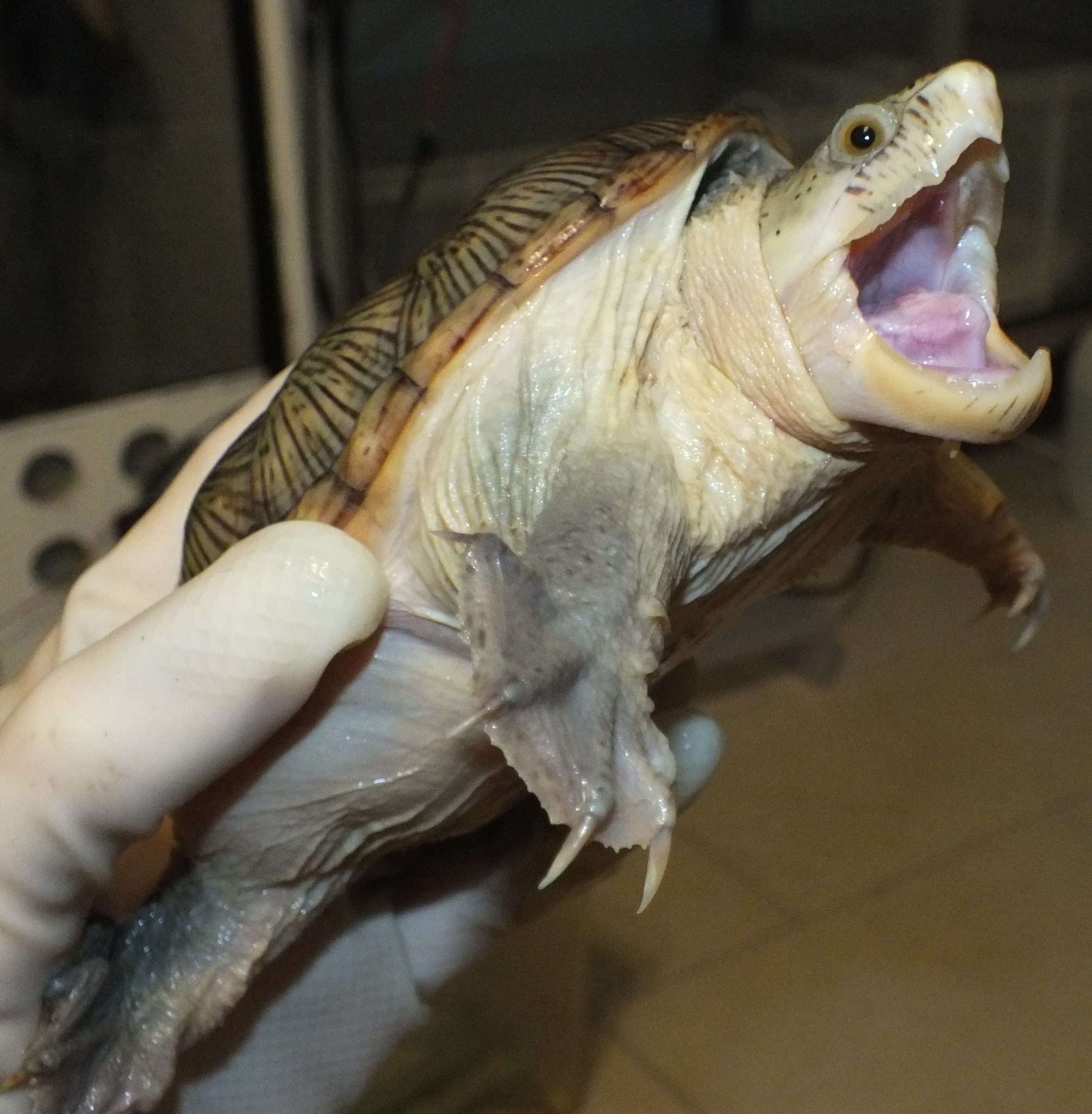 Großkopf-Schlammschildkröte, Claudius angustatus - Wasserschildkröten