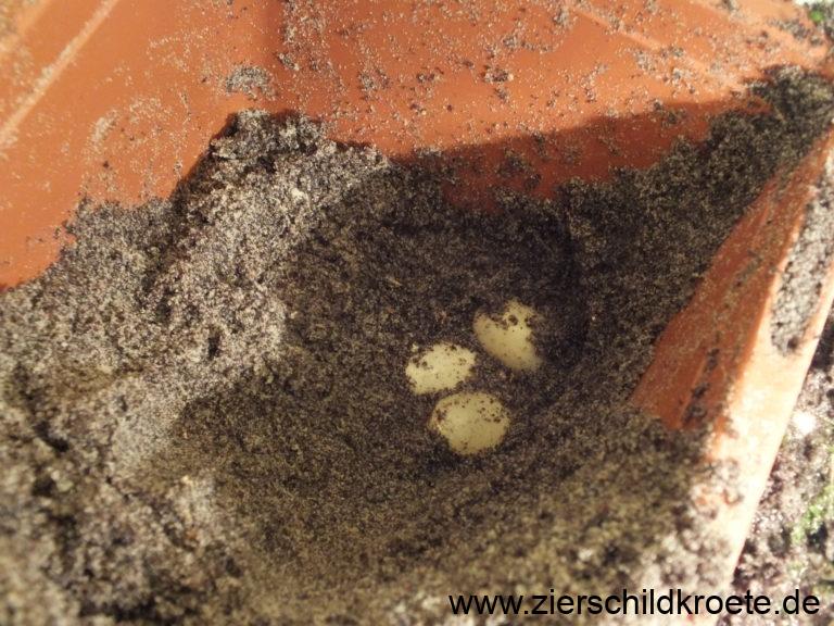 Großkopf-Schlammschildkröte, Claudius angustatus - Wasserschildkröten