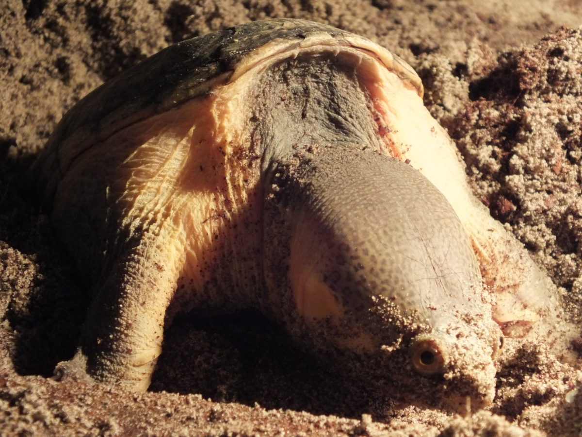 Großkopf-Schlammschildkröte, Claudius angustatus - Wasserschildkröten