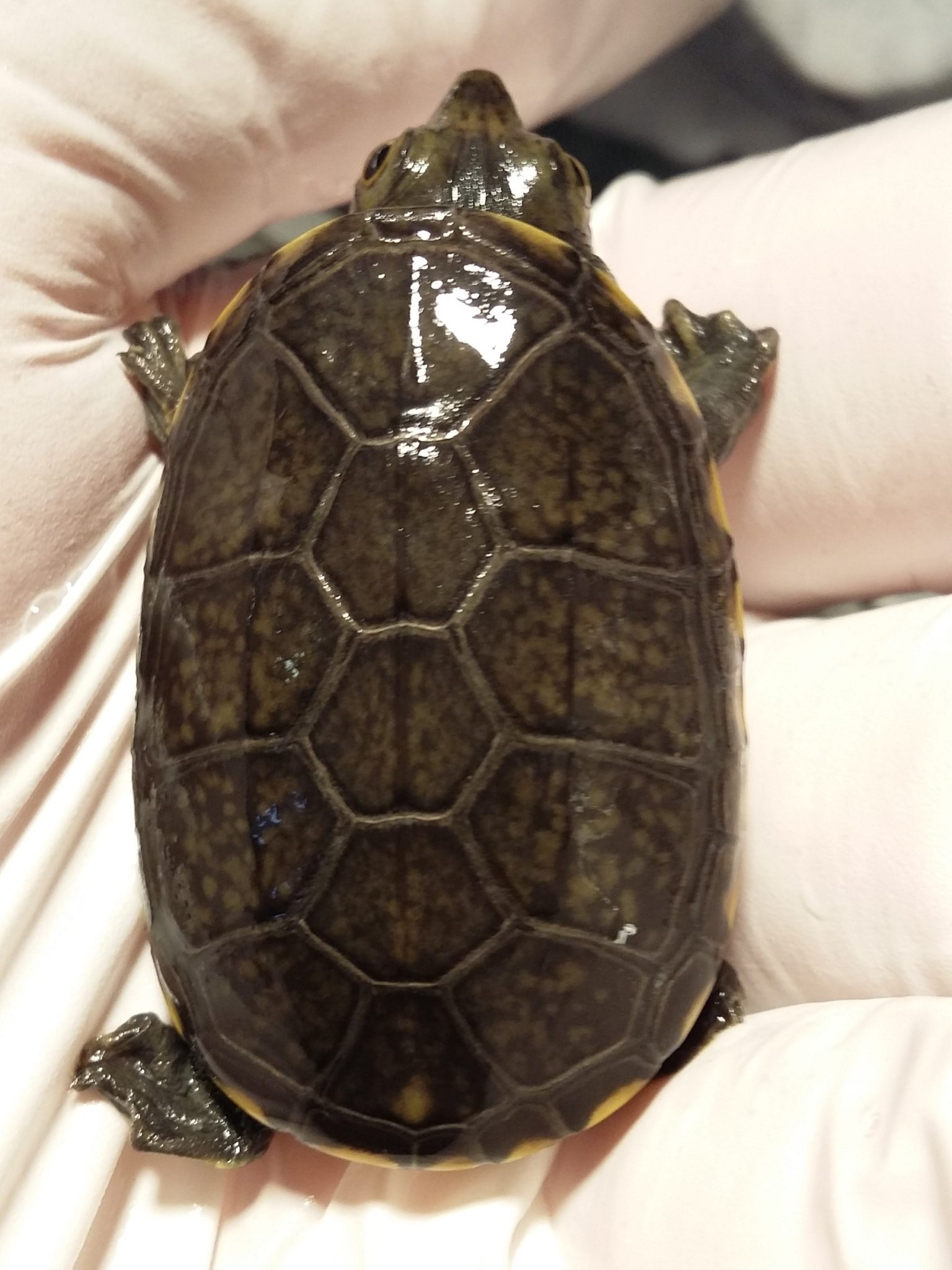 Großkopf-Schlammschildkröte, Claudius angustatus - Wasserschildkröten