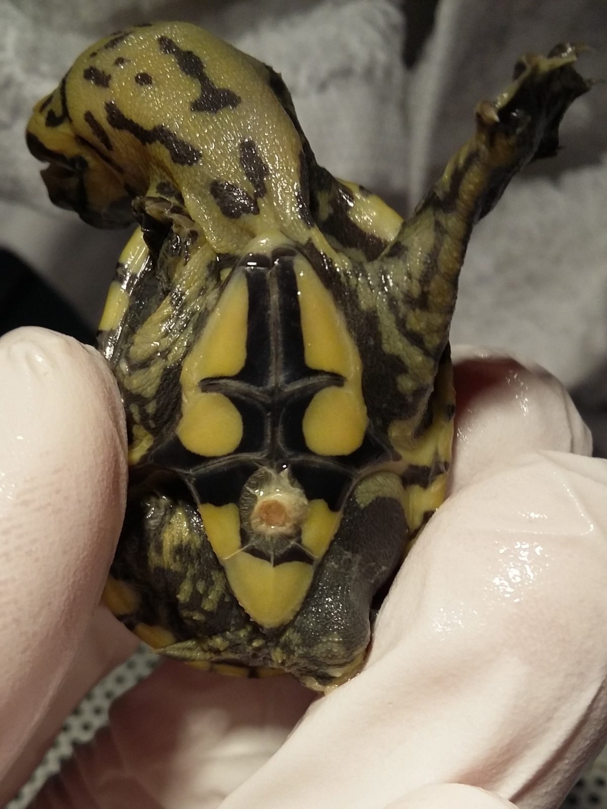 Großkopf-Schlammschildkröte, Claudius angustatus - Wasserschildkröten