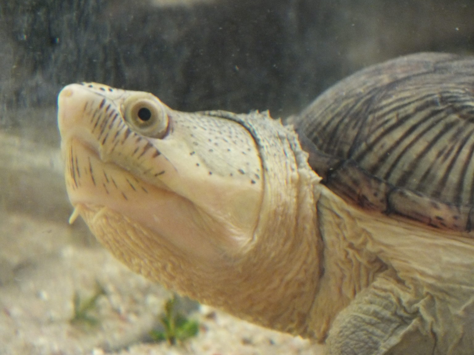 Großkopf-Schlammschildkröte, Claudius angustatus - Wasserschildkröten
