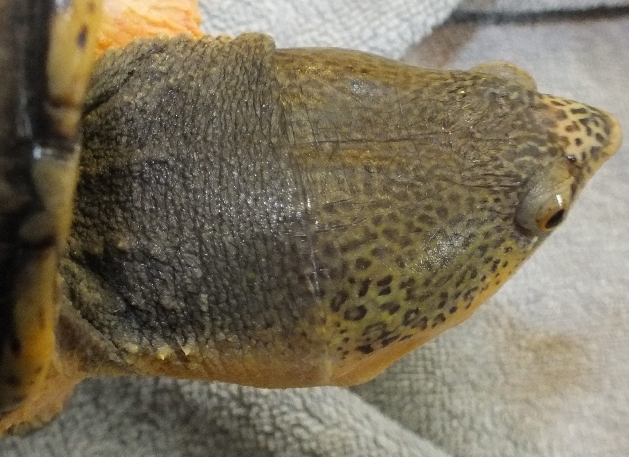 Großkopf-Schlammschildkröte, Claudius angustatus - Wasserschildkröten