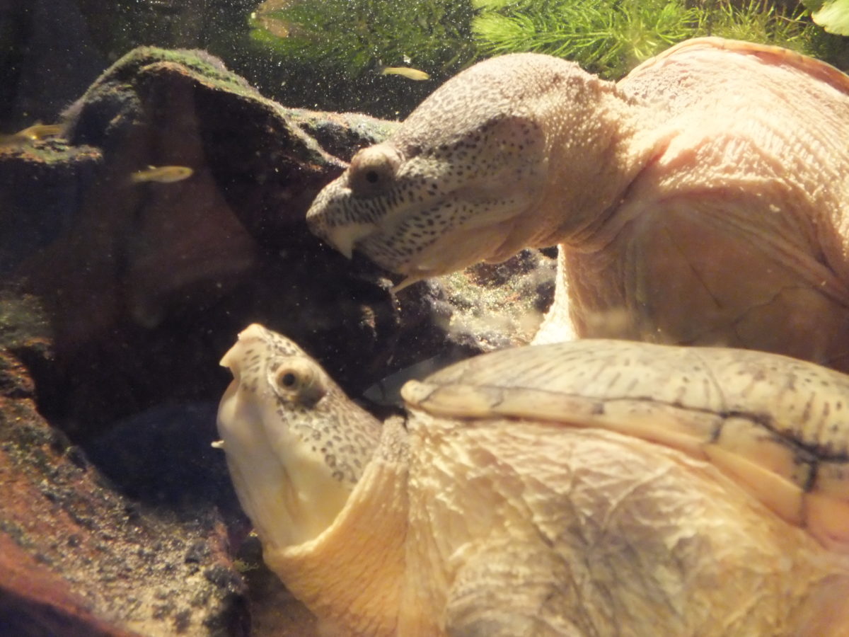 Großkopf-Schlammschildkröte, Claudius angustatus - Wasserschildkröten