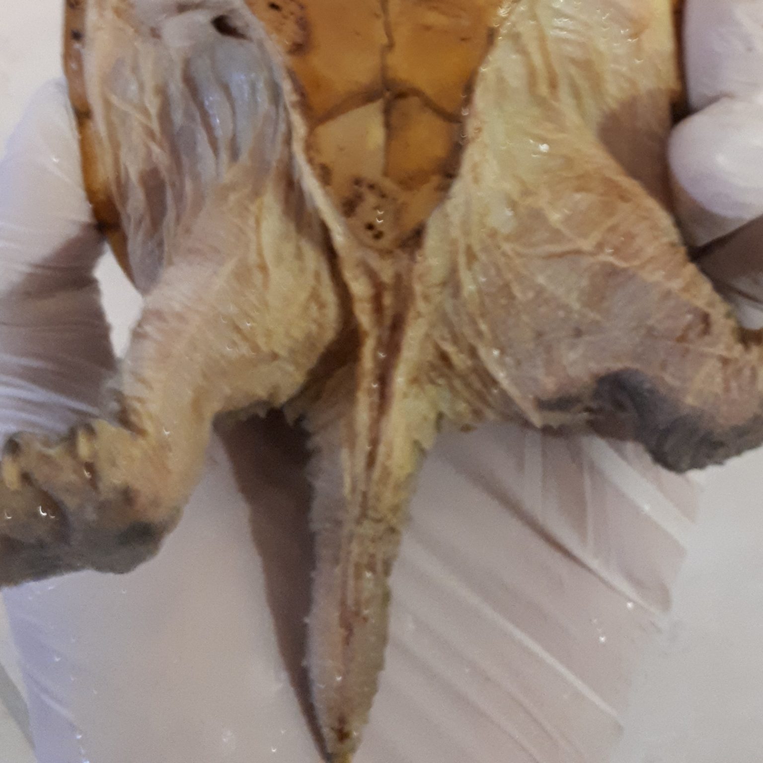 Großkopf-Schlammschildkröte, Claudius angustatus - Wasserschildkröten