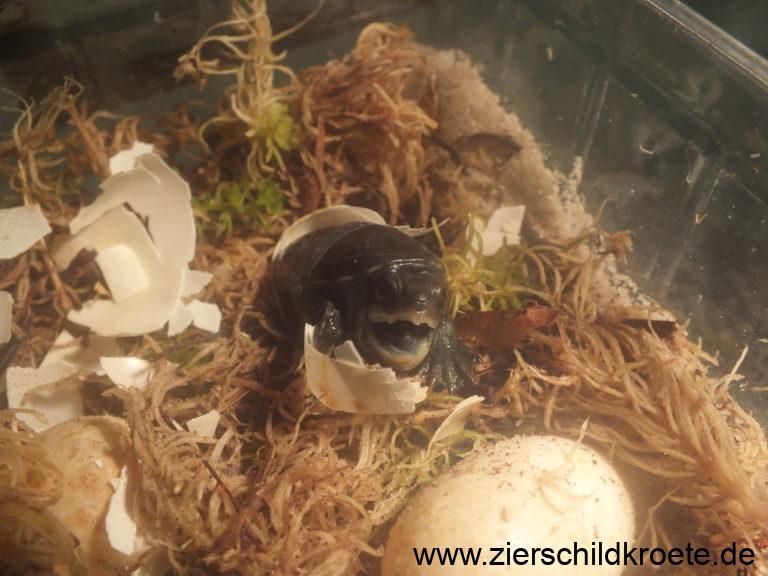 Großkopf-Schlammschildkröte, Claudius angustatus - Wasserschildkröten