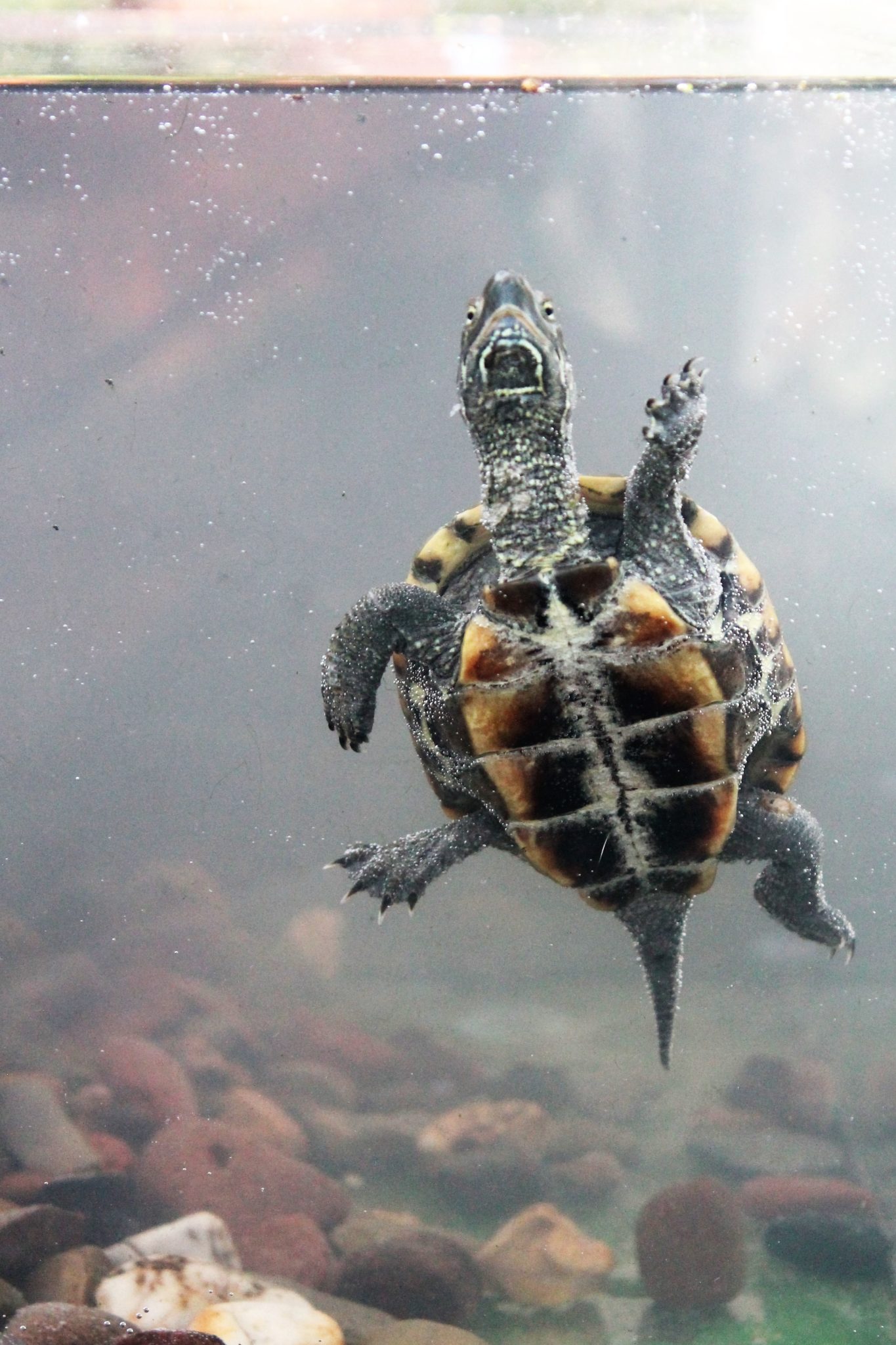 Chinesische Dreikielschildkröten, Mauremys reevesii (Chinemys)