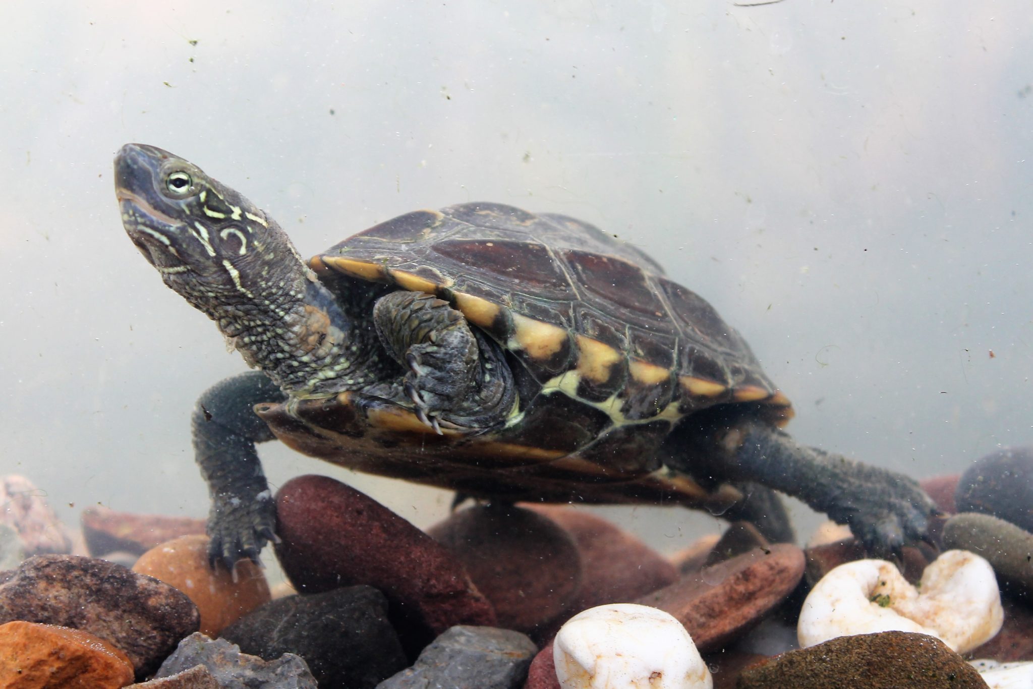 Chinesische Dreikielschildkröten, Mauremys reevesii (Chinemys)