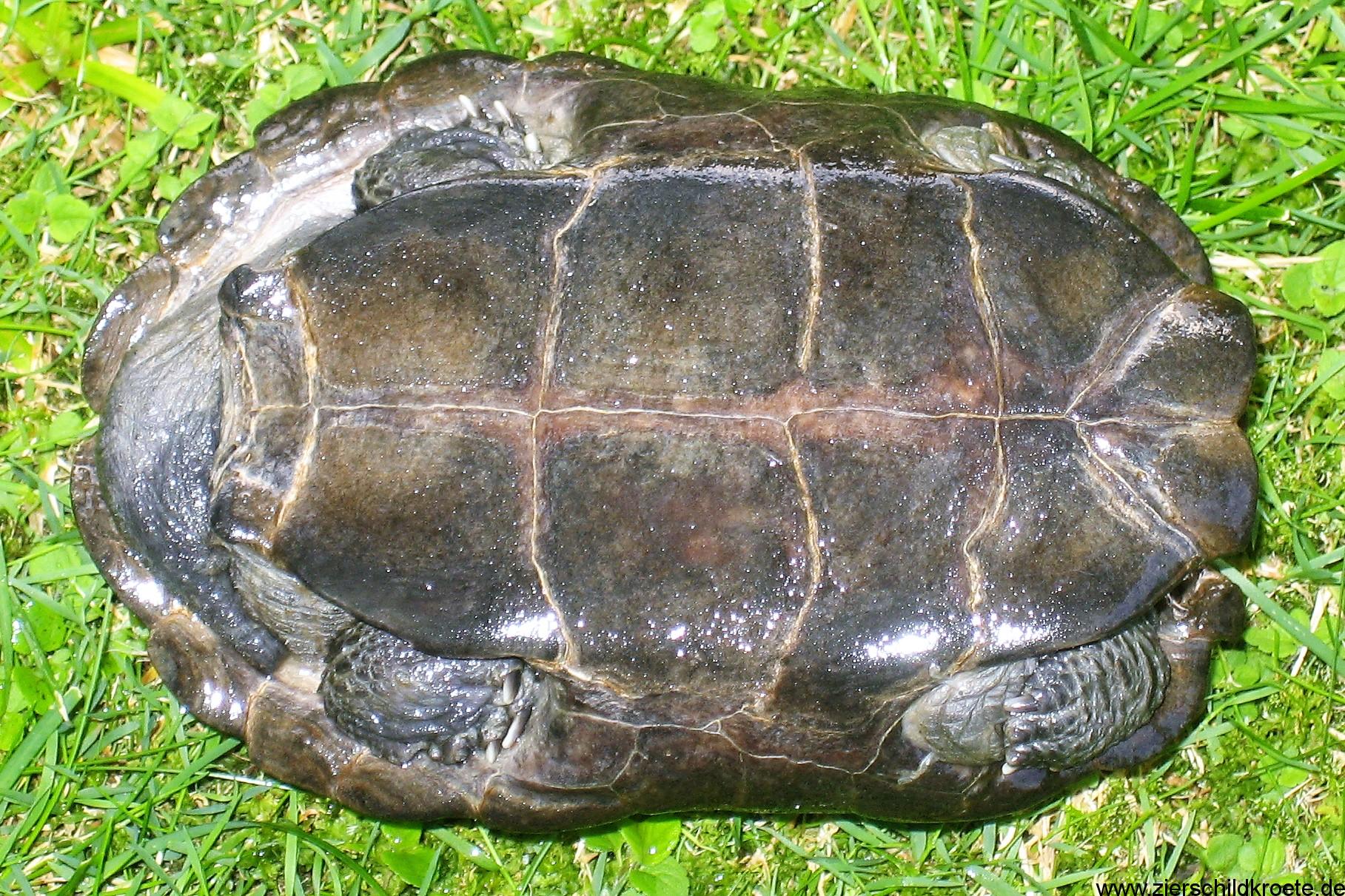 Chinesische Dreikielschildkröten, Mauremys reevesii (Chinemys)