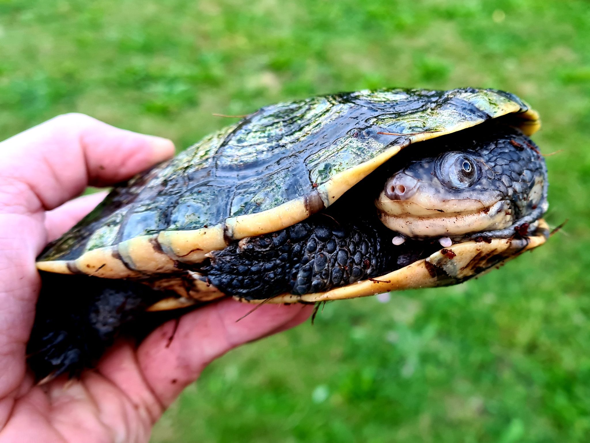 Krötenkopfschildkröten, Mesoclemmys spp. - Wasserschildkröten
