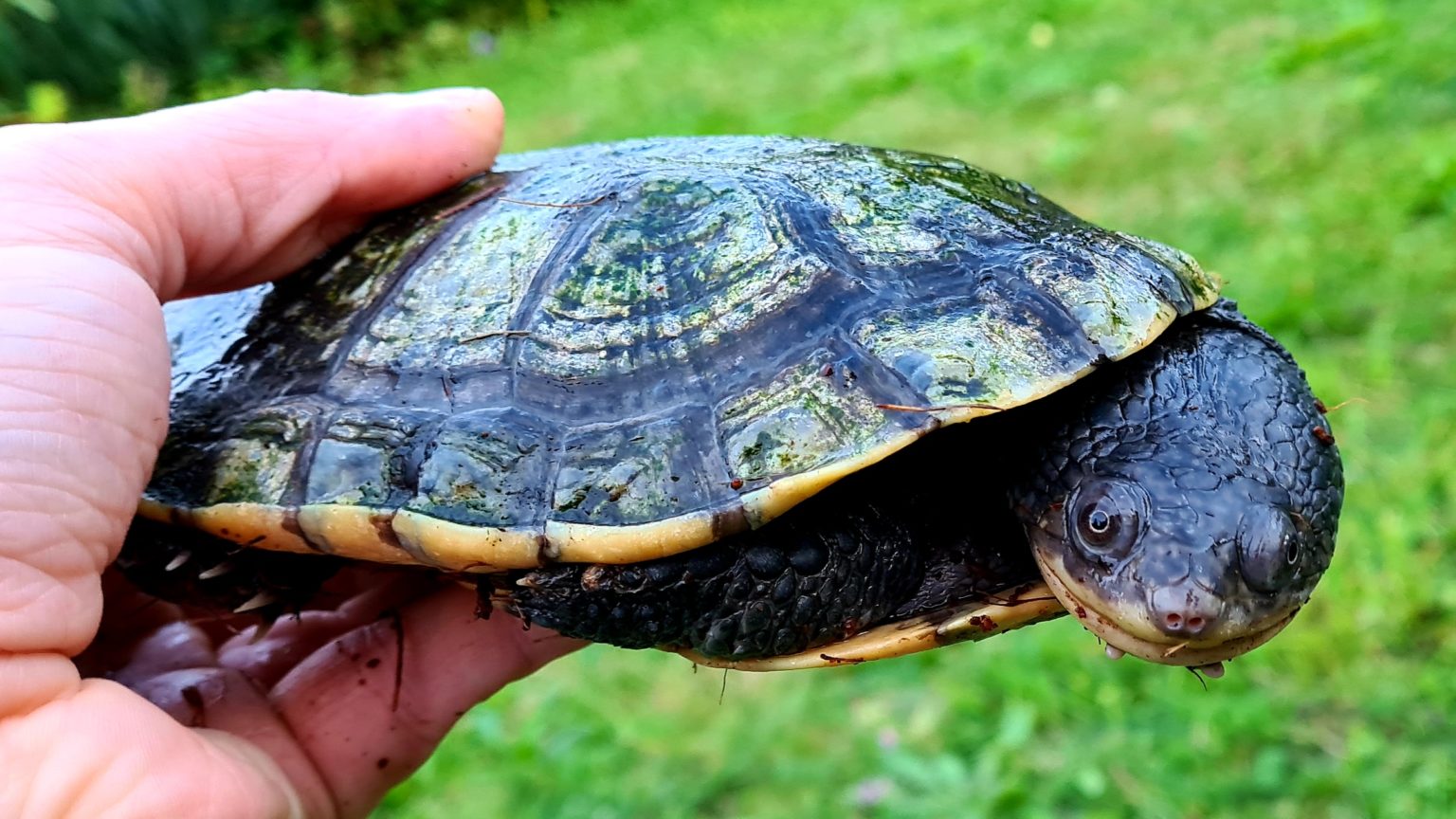Krötenkopfschildkröten, Mesoclemmys spp. - Wasserschildkröten