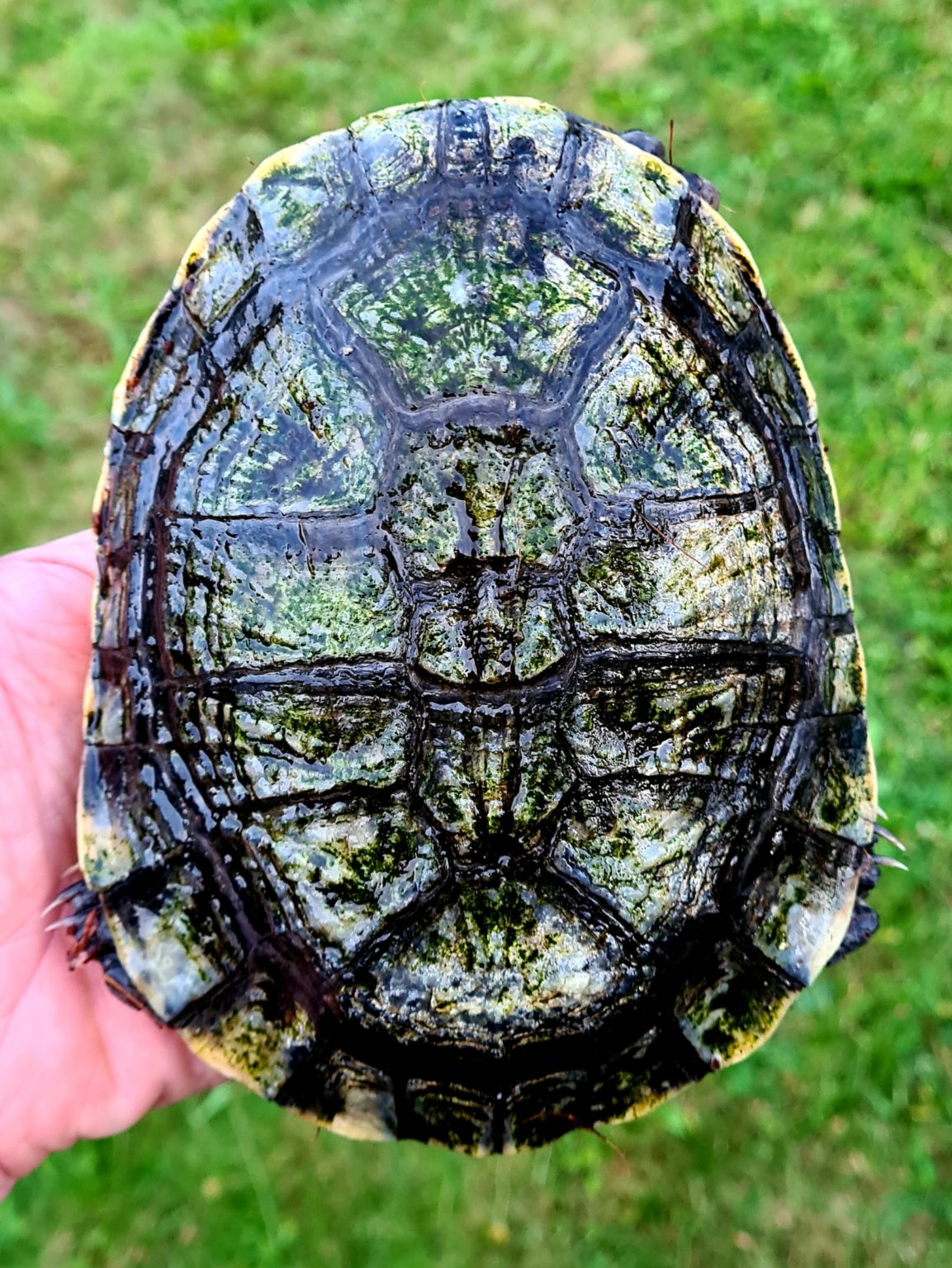 Krötenkopfschildkröten, Mesoclemmys spp. - Wasserschildkröten