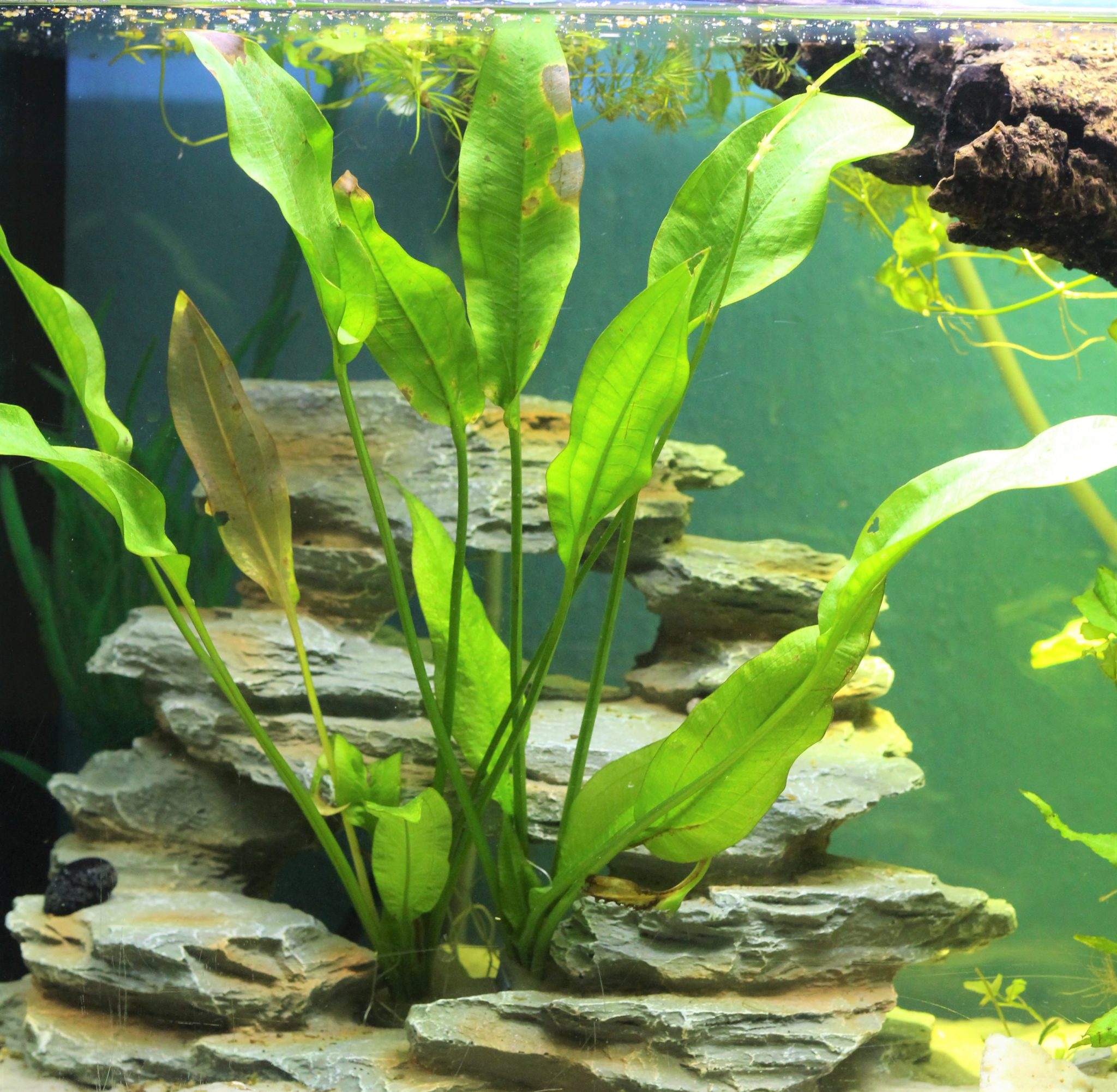 Wasserpflanzen als Wasserschildkröten-Futter