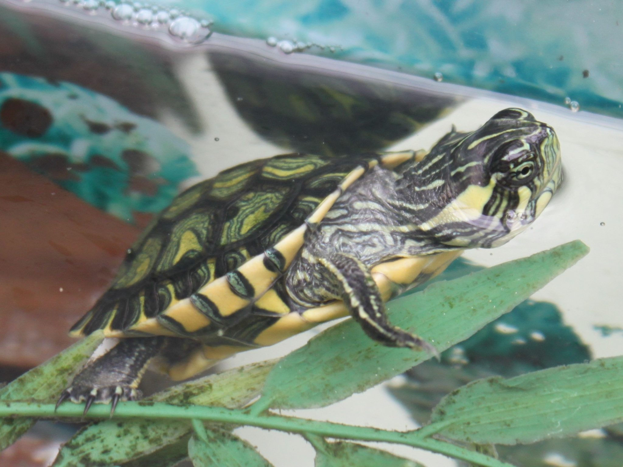 Tropische Schmuckschildkröten - Trachemys-Arten - Wasserschildkröten