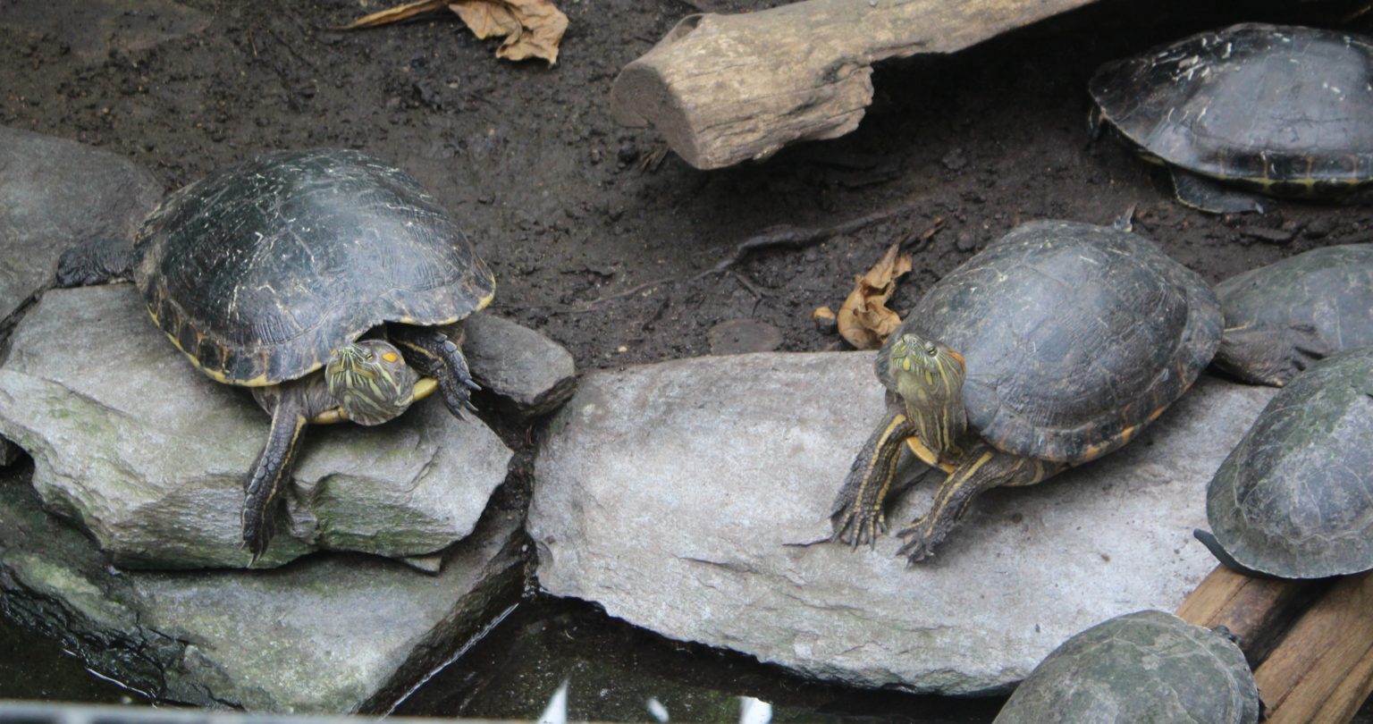 Nicaragua-Schmuckschildkröte, Trachemys grayi emolli - Wasserschildkröten
