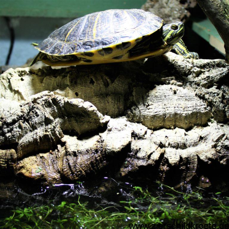 Cumberland-Schmuckschildkröte, Trachemys scripta troostii