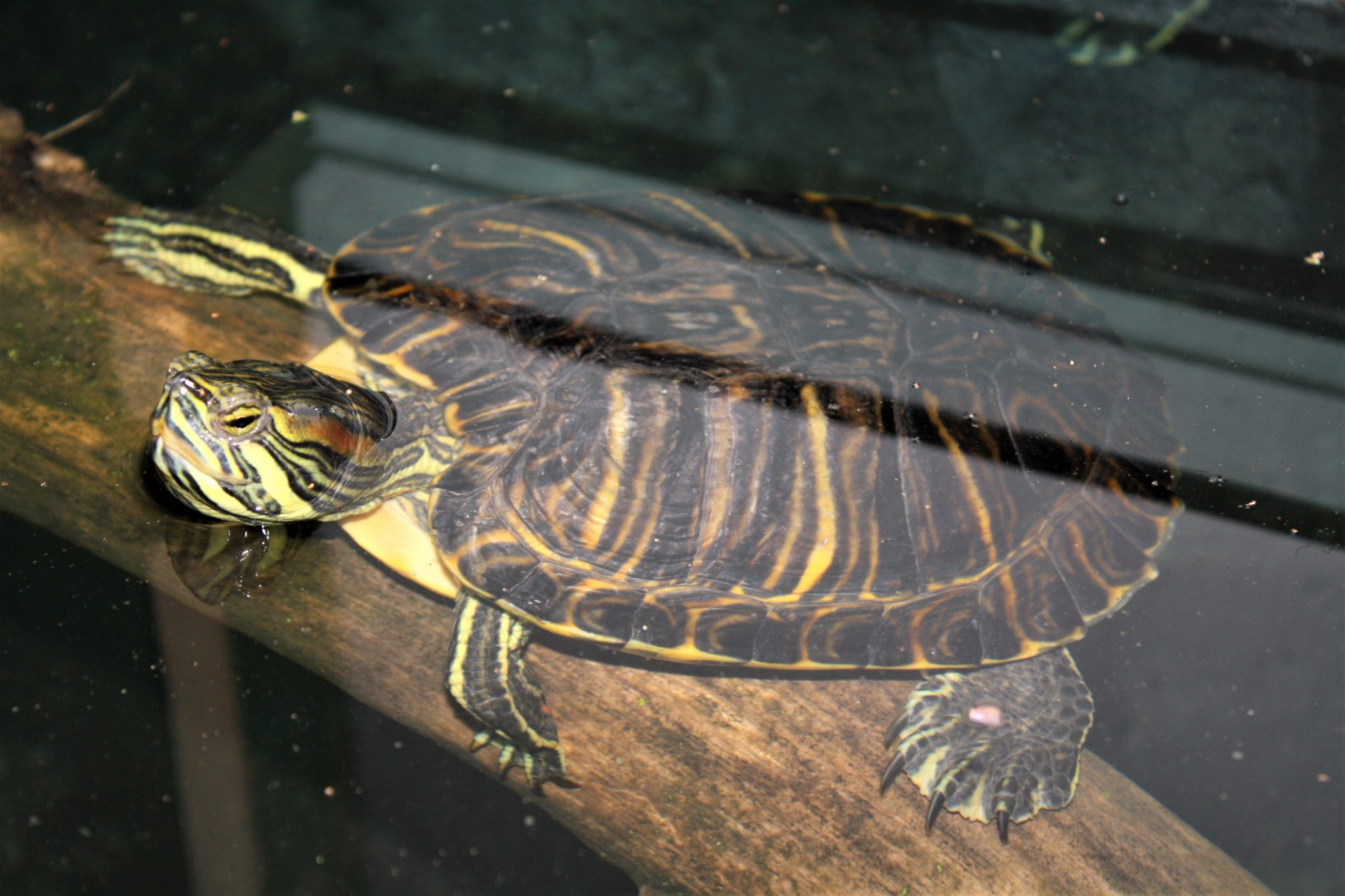 Cumberland-Schmuckschildkröte, Trachemys scripta troostii