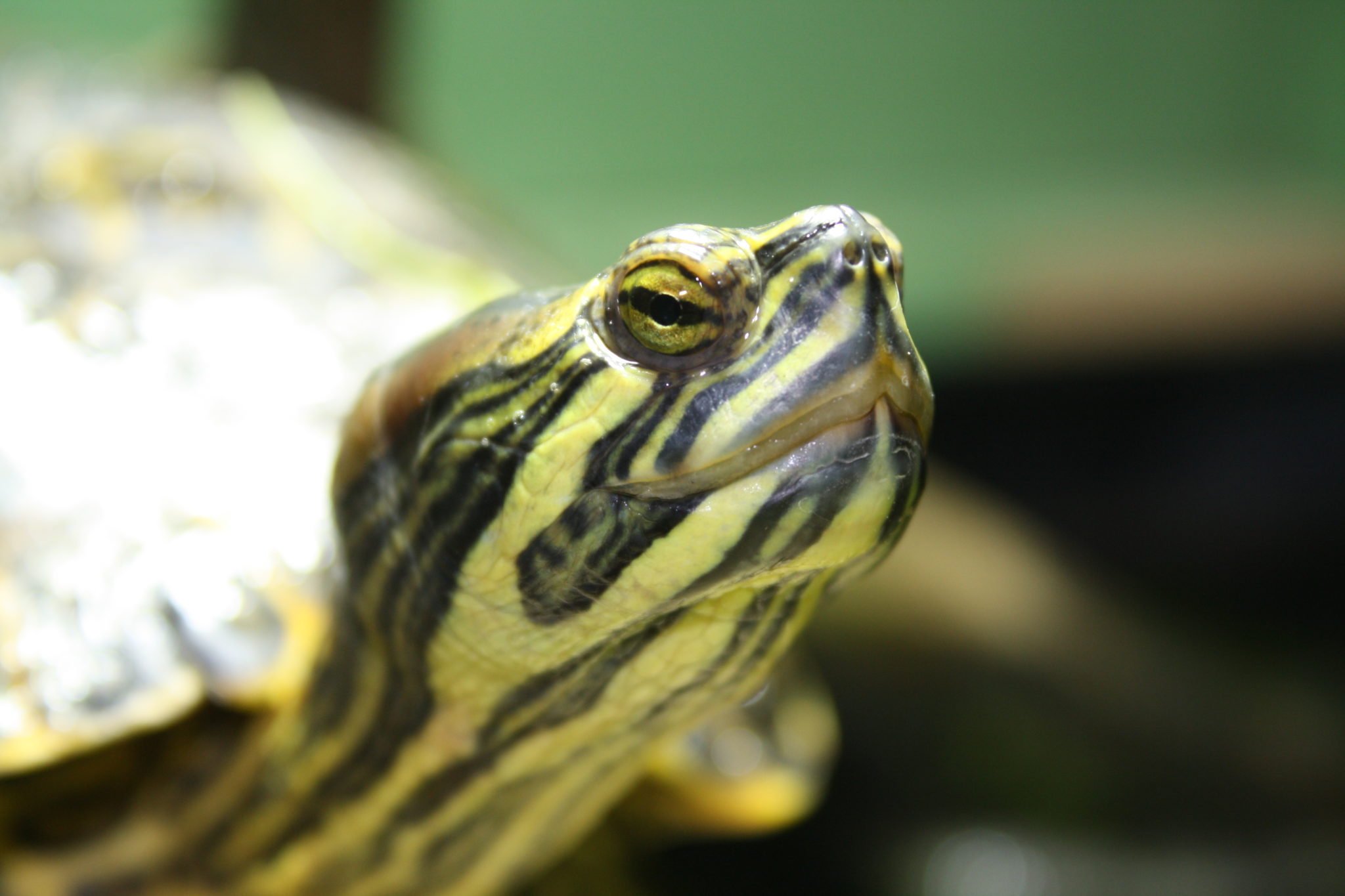 Cumberland-Schmuckschildkröte, Trachemys scripta troostii