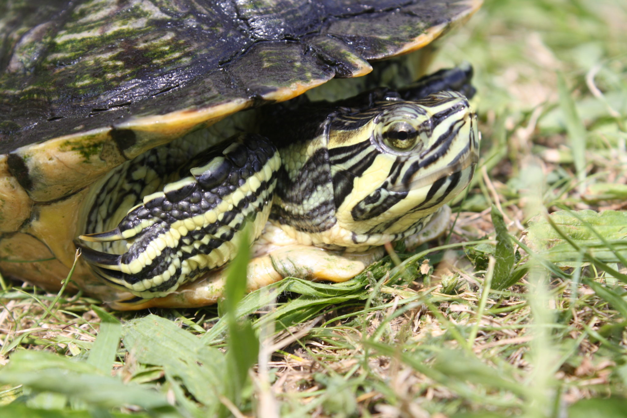 Cumberland-Schmuckschildkröte, Trachemys scripta troostii