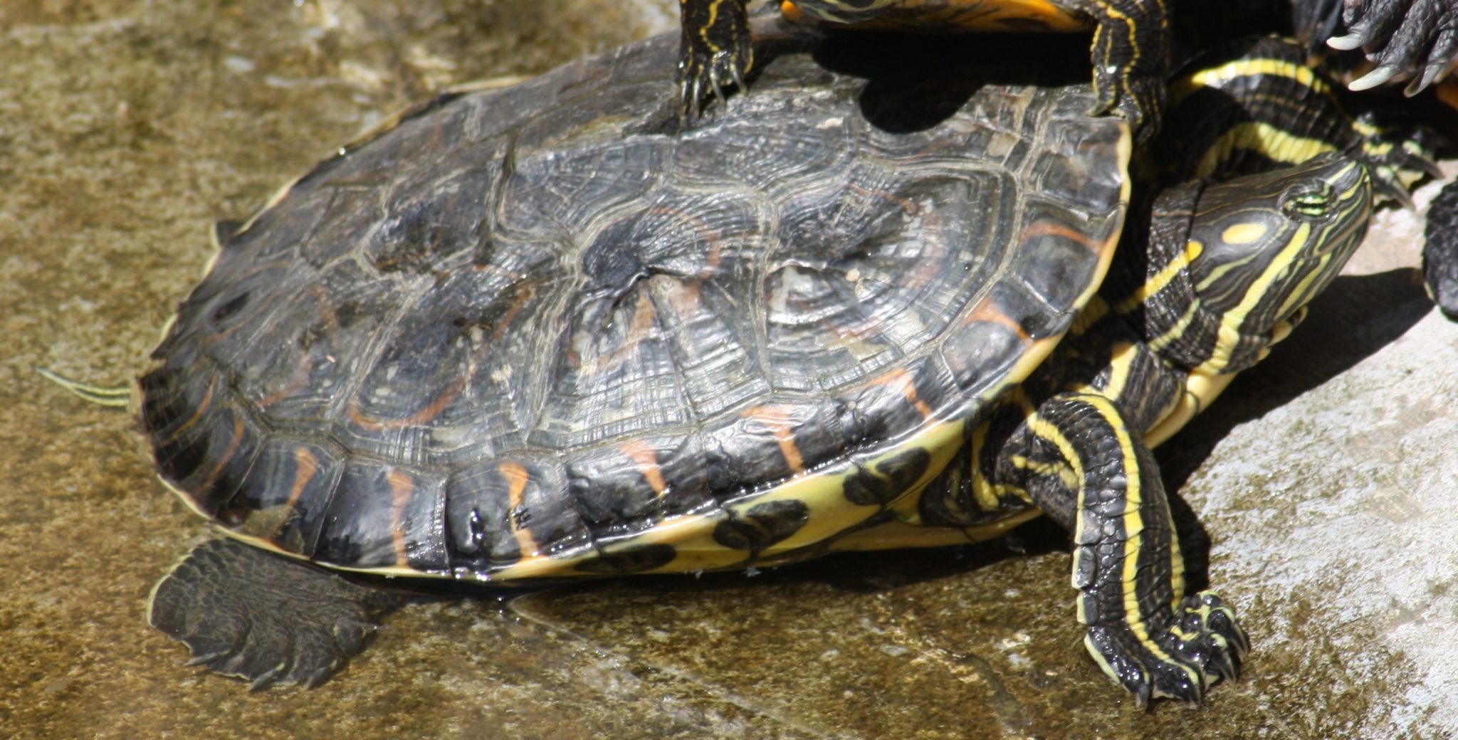 Nicaragua-Schmuckschildkröte, Trachemys grayi emolli - Wasserschildkröten