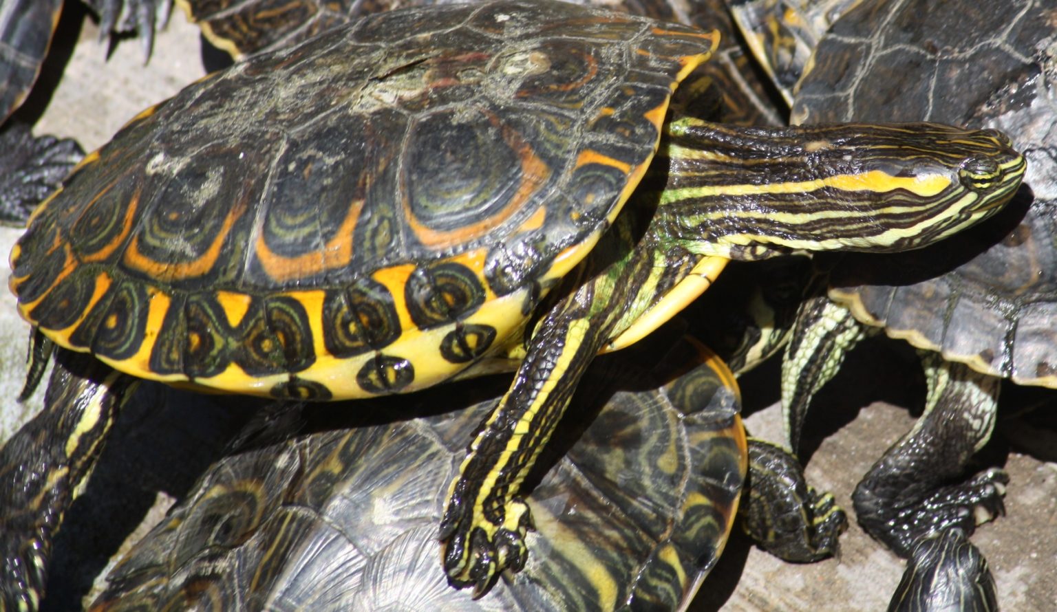 Nicaragua-Schmuckschildkröte, Trachemys grayi emolli - Wasserschildkröten