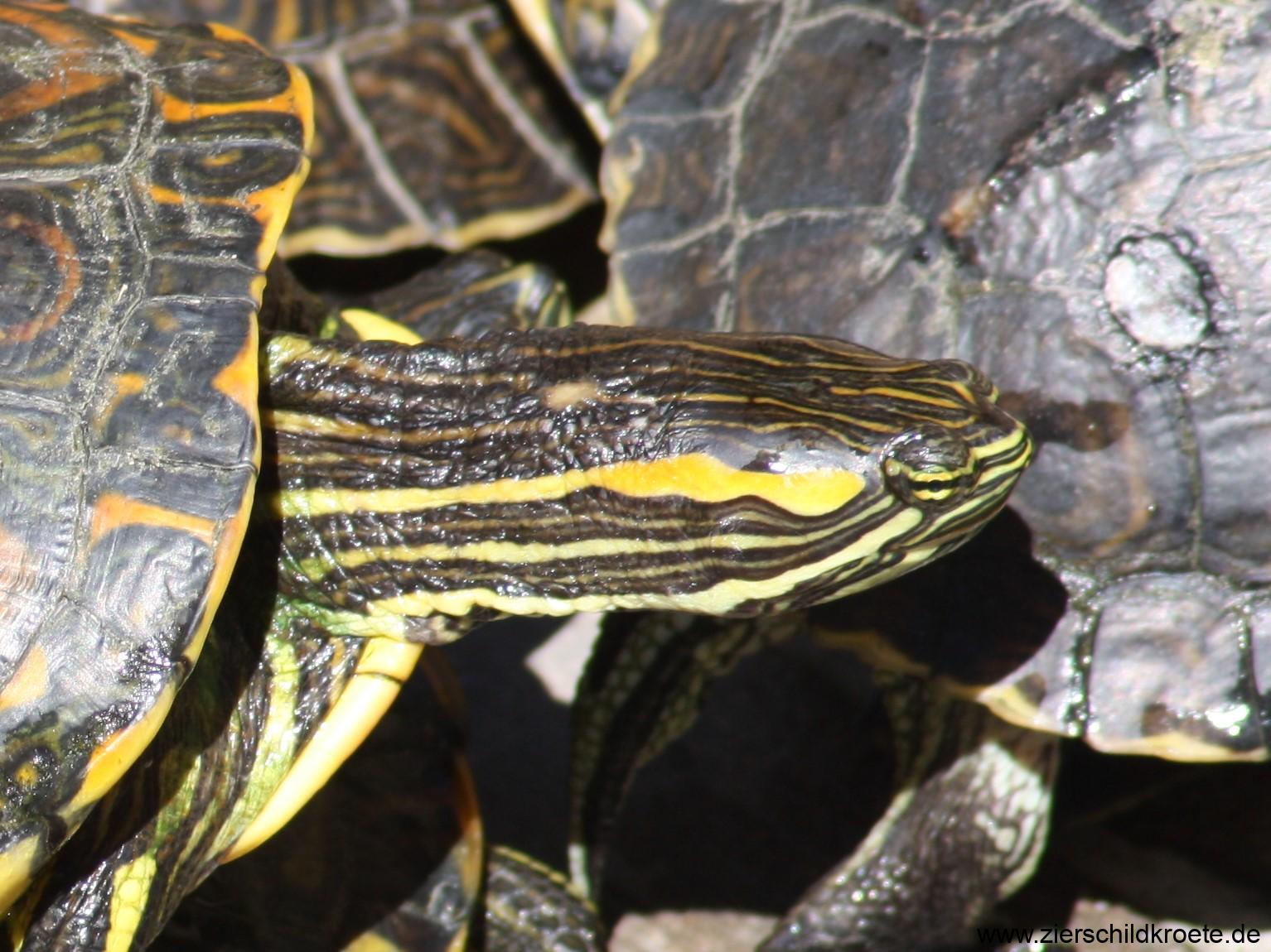 Nicaragua-Schmuckschildkröte, Trachemys grayi emolli - Wasserschildkröten