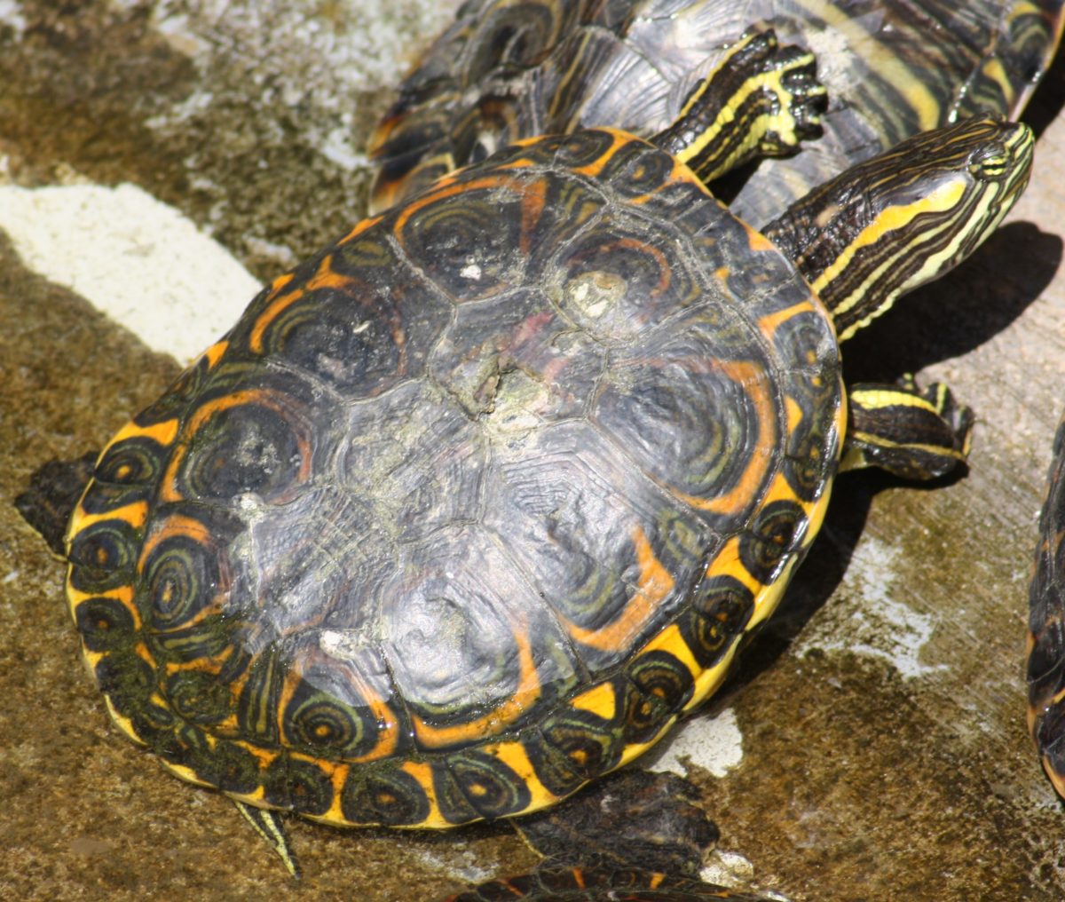 Nicaragua-Schmuckschildkröte, Trachemys grayi emolli - Wasserschildkröten