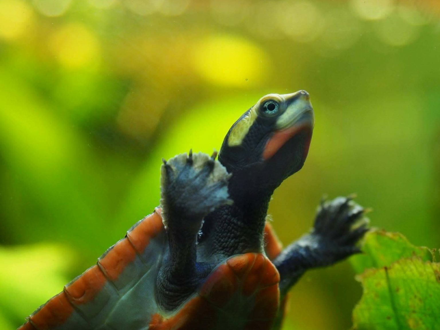 Rotbauch-Spitzkopf-Schildkröten, Emydura subglobosa